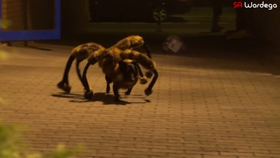 Mutant Giant Spider Dog Sylwestra Wardęgi światowym hitem YouTube ...