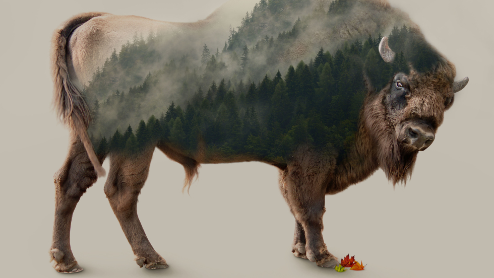 WOOPA dla M2 Films - NowyMarketing - Where's the beef?